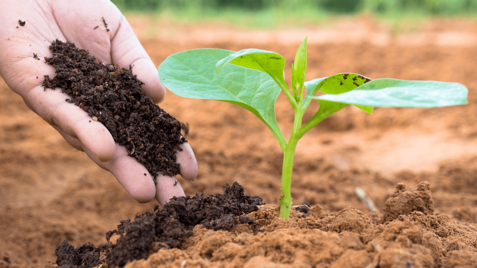 Benefits of Insect Frass in agriculture as Organic Fertilizer