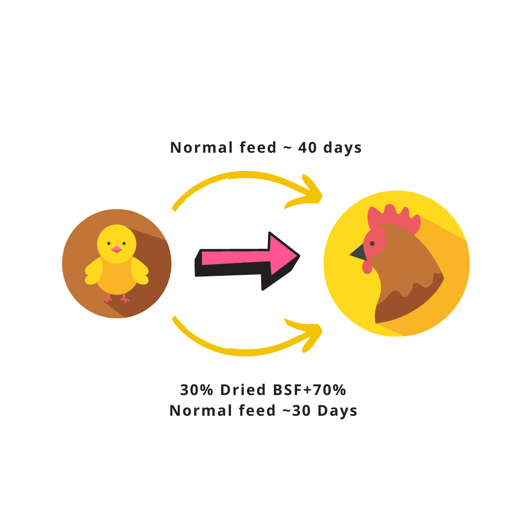 The dried BSF larvae is a protein-rich poultry and fish feed