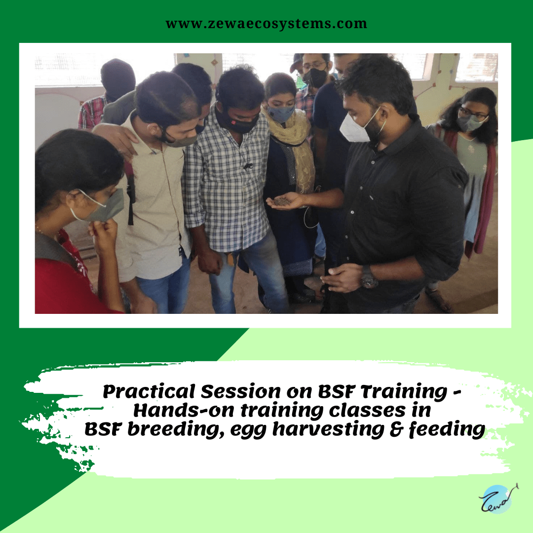 Learn insect farming in the 2-day BSF training program at Zewa