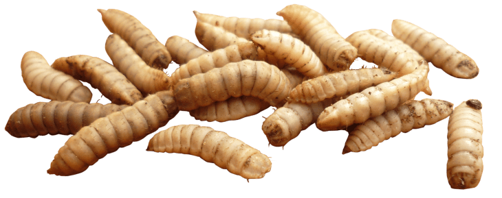 Insects used as a component in poultry and fish feeds