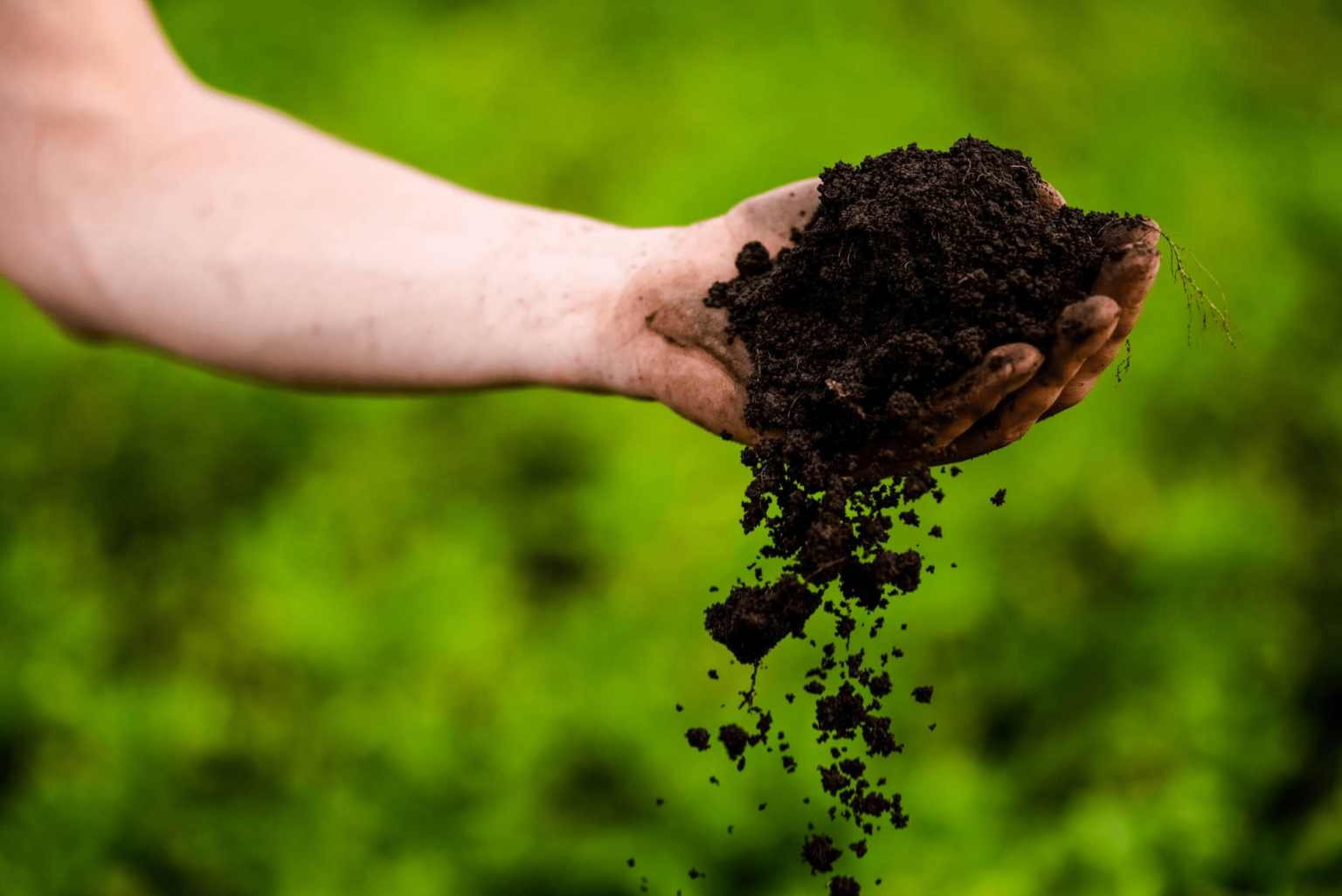 Benefits of Insect Frass in agriculture as Organic Fertilizer